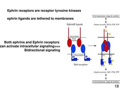 Ppt Axon Guidance Navigating Neural Networks Powerpoint Presentation Id 9547360