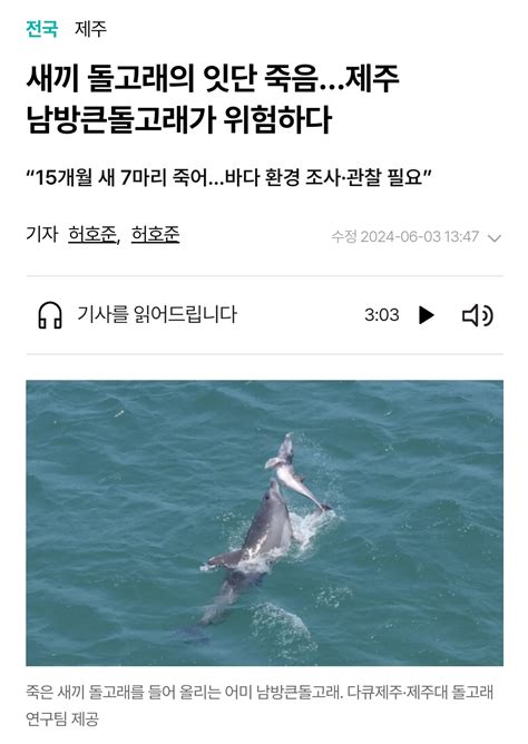 더쿠 새끼 돌고래의 잇단 죽음…제주 남방큰돌고래가 위험하다