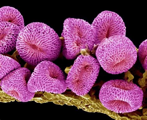 This Is What Flowers Stamens And Pollen Look Like Under The