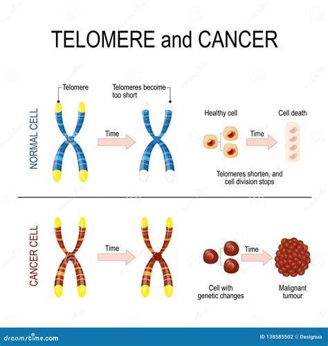 Telomeres Shorten With Age Diagram Vector Illustration Cartoondealer