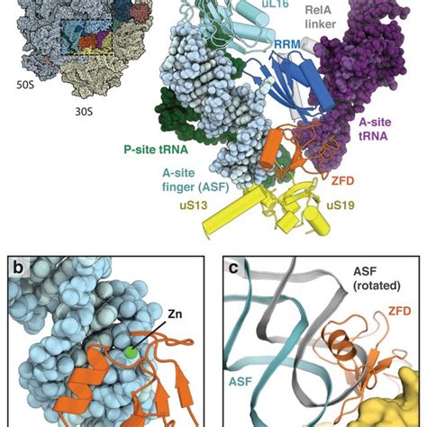 Interactions Between Rela And The Ribosome Download Scientific Diagram