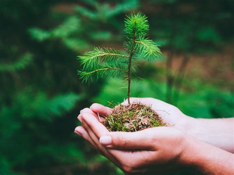 Learn How To Grow Pine Trees From Seeds