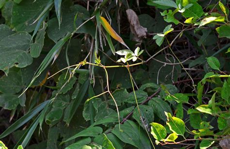 ヤブガラシを見ながら 神戸の花と木