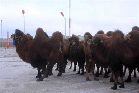 Баянцагаан сумынхан Тэмээний баяраа хийж байна