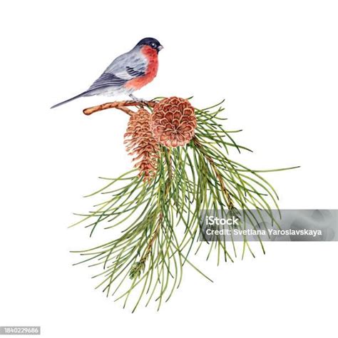 소나무 가지 불핀치 새 솔방울이 있는 겨울 숲 구성 식물 디자인 요소 흰색 배경에 고립된 수채화 그림입니다 카드 전단지 초대장용 0명에 대한 스톡 벡터 아트 및 기타 이미지