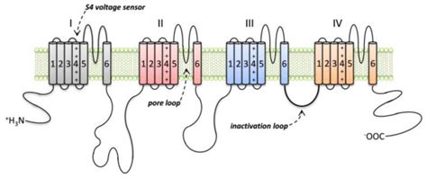 Scn1a Mutations In Dravet Syndrome Impact Of Interneuron Dysfunction On Neural Networks And