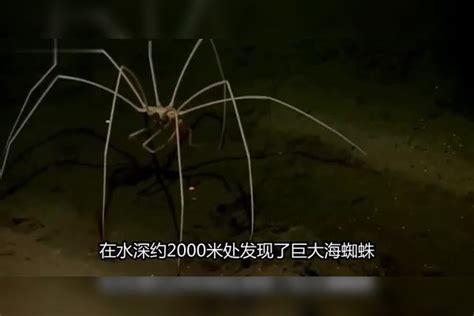 冰层下未被发现的深海怪物有些已存在几亿年可能是恐龙的祖先 怪物 冰层 深海