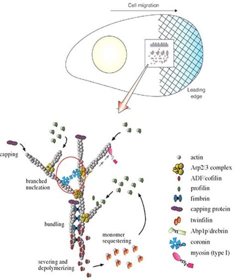 Coronin Proteins Involved In Cytoskeletal F Actin Binding And
