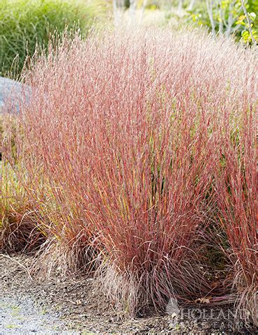 The Blues Little Bluestem Schizachyrium Scoparium The Blues