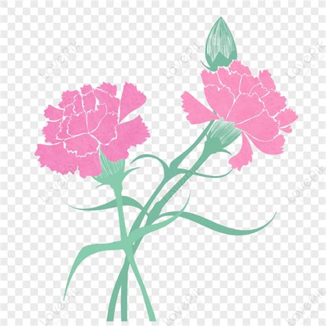 카네이션 꽃 두 송이 어머니의 날 선물 핑크 일러스트 식물 꽃들 Png