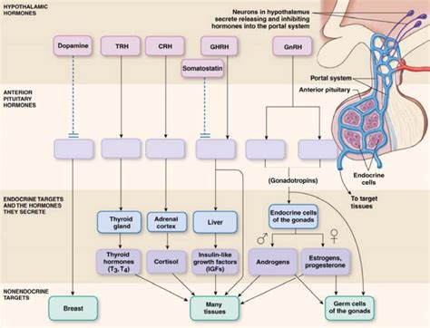 Anterior Pituitary Hormones