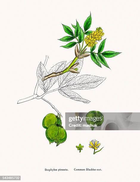 Bladdernut Photos And Premium High Res Pictures Getty Images