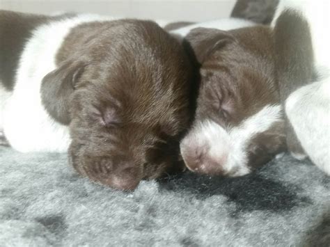 German Shorthaired Pointer Newborn Puppies