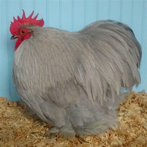 Variety Photos Cochins International