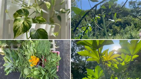 무더운 가을 날씨 텃밭가기 베란다정원레몬그라스 심기 Youtube