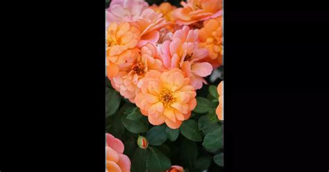 Rosa Sugar Candy Rose R Bdr Rose `sugar Candy Rose´ R Im Pflanzenshop