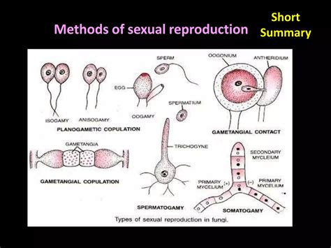 Lecture 9 Sexual Reproduction In Fungi Pptx Infertility