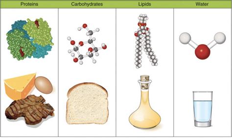 1 1 Introduction Medicine Libretexts