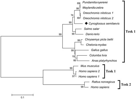 A Phylogenetic Tree Was Constructed With The Neighbor Joining Algorithm Download Scientific