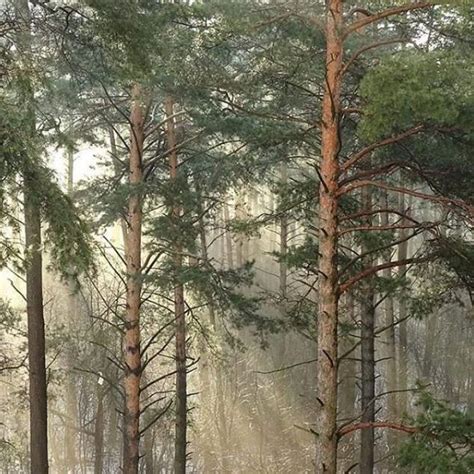 Сосновый лес в марте Даже с фотографии ощущается свежее дыхание весны Желаем прекрасных