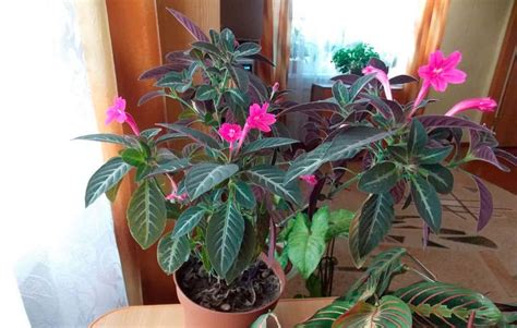 Руэллия посадка и уход в домашних условиях фото