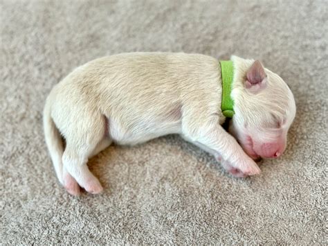 Born To Be Wild Bonny Of Fellows Friends Fellows Friends