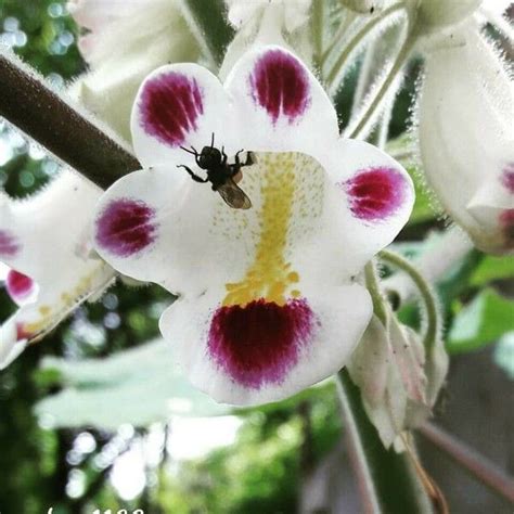 Proboscidea Fragrans Plant Care And How To Grow Water