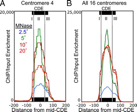 Figure 2 From Tripartite Organization Of Centromeric Chromatin In