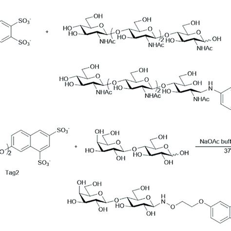 Synthesis Of Oligosaccharide Modified With Tag A Tetra N Acetyl Download Scientific Diagram