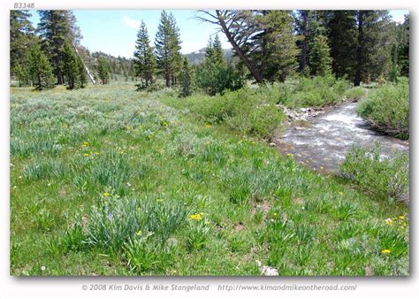 Polygonia Gracilis Zephyrus Habitats