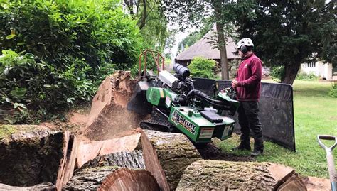 5 Expert Tips For Safe Tree Root Removal And Yard Restoration