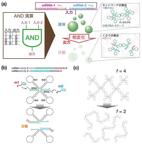 複数のマイクロrnaを同時検出する「rna液滴コンピュータ」の開発に成功～細胞の中で働く微小ロボットや化学的人工知能の実現にも貢献～ テック・アイ生命科学