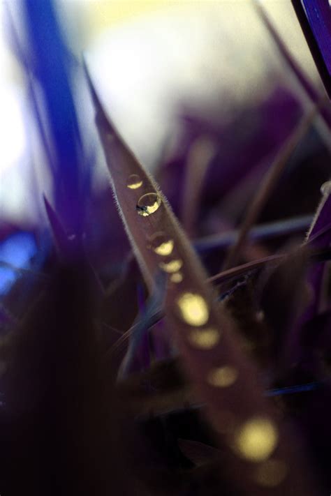 무료 이미지 자연 잔디 하락 빛 식물 사진술 아침 물방울 유리 빗방울 젖은 색깔 어둠 푸른 정원 이슬 방울 닫다 그림 물감 제비꽃 액