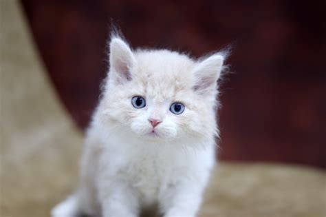 셀커크랙스분양 곱슬털이 매력적인 고양이 네이버 블로그