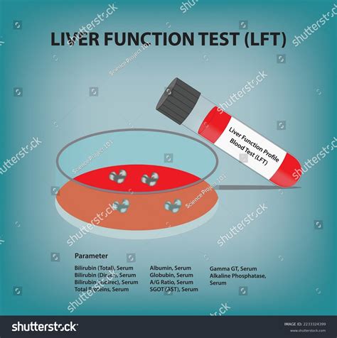 Liver Function Test Lft Liver Function Stock Vector Royalty Free Shutterstock