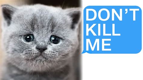 R Aita My Pregnant Daughter Tried To Murder My Cat Youtube