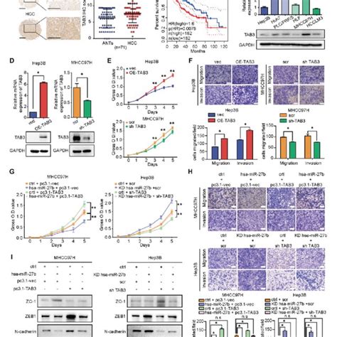 Hsa Mir 27b Is Downregulated In Hcc Specimens And Low Expression Of