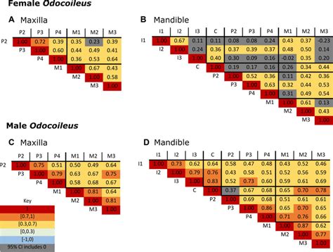 Sex Specific O Hemionus Correlation Matrices For Tooth Length A Download Scientific Diagram