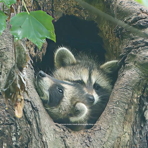 Raccoons In A Tree Hole Sharons Iconic Travel Photography Blog