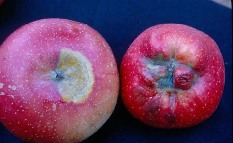 Rust Diseases Cedar Apple Rust And Quince Rust Apples