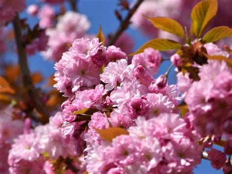 Cherry Blossom Flower Meaning And Pretty Symbolism Florgeous