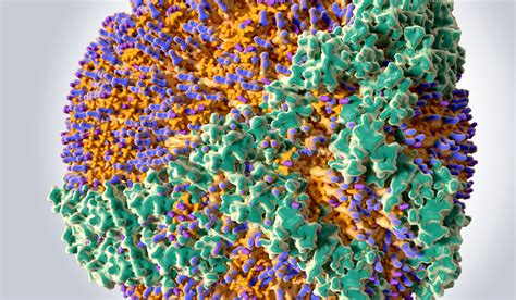 Discoveries In Medicine All Hdl Cholesterol Is Not Always Good