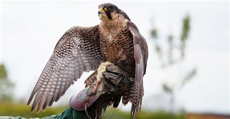 Do Hawks Migrate South For The Winter Explaining Hawk Migration