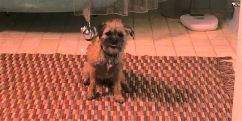 10 Movies Where The Dog Steals The Show