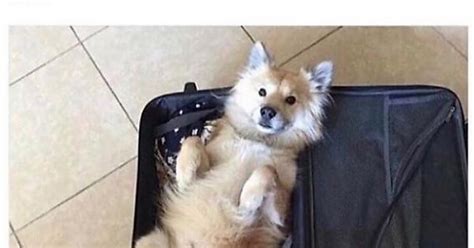 Only The Essentials Album On Imgur