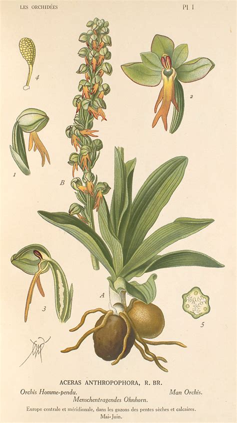 Orchis Orchids Wiki Fandom