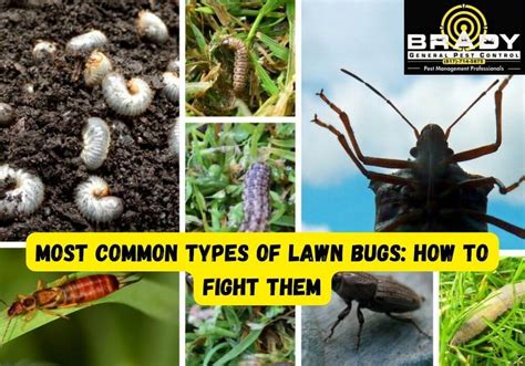 Most Common Types Of Lawn Bugs How To Fight Them