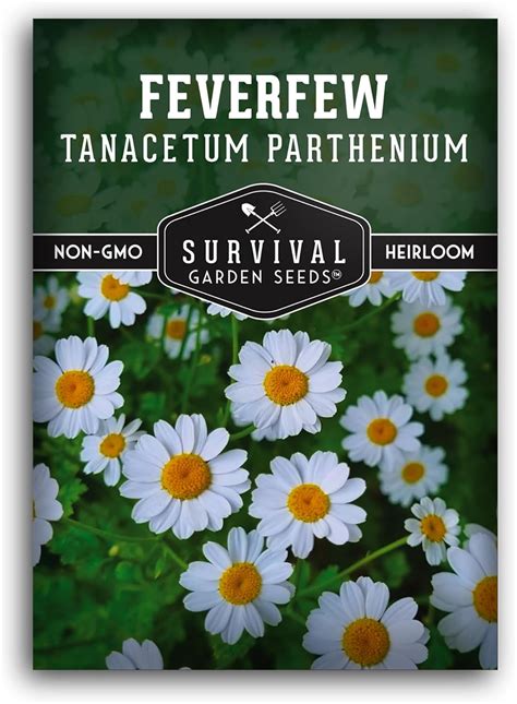 Feverfew Seeds For Planting 1 Packet With Instructions