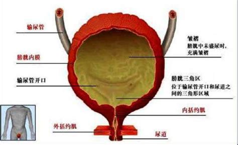 膀胱是什么？男女都有吗百度知道