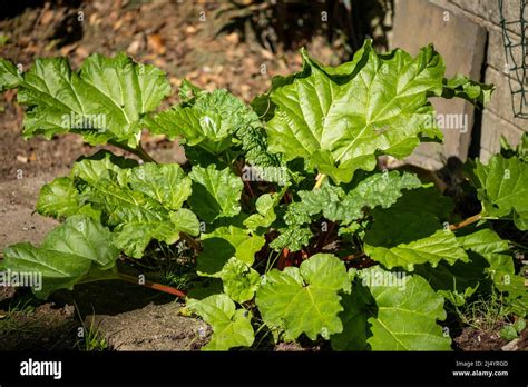 Spring Plants Spring Flowering Plants Spring Green Color On Trees And